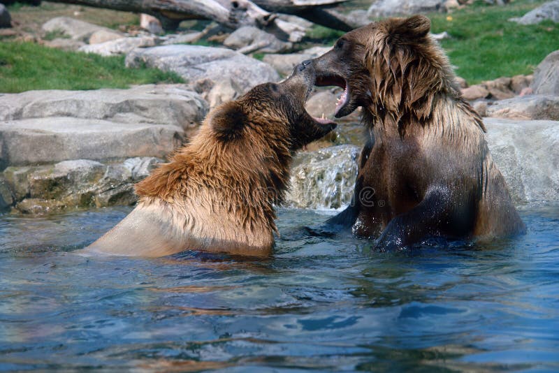 Bear Play Picture. Image: 6137833