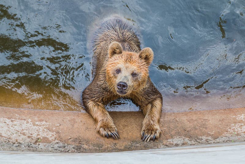 Bear in pond stock image. Image of bruin, pond, white - 96317217