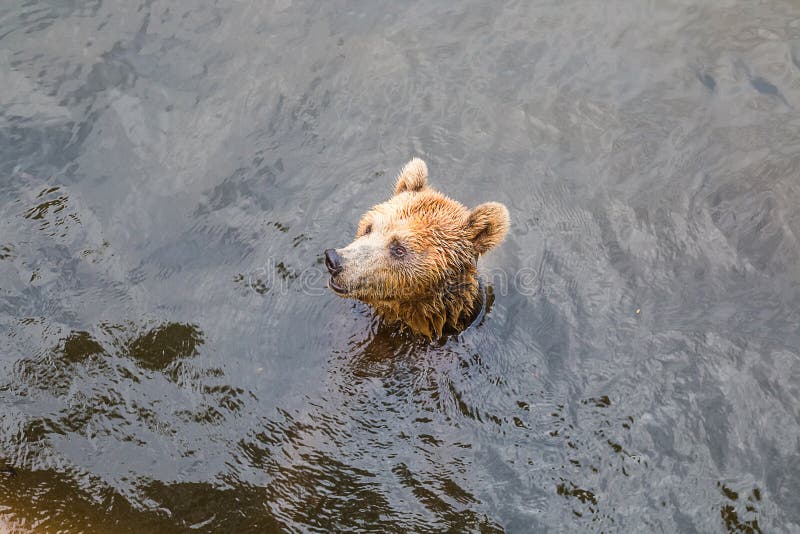 Bear in pond stock image. Image of head, cola, bruin - 96317297