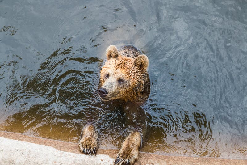 Bear in pond stock image. Image of white, water, danger - 96317593