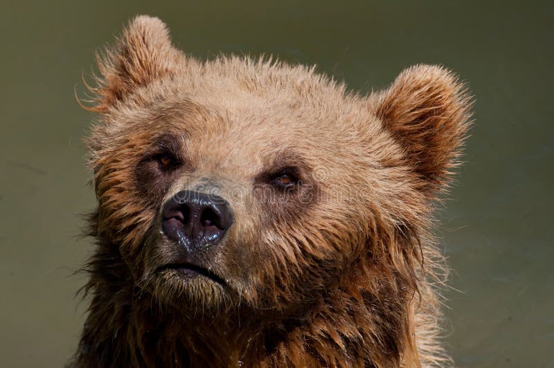 Bear portrait stock image. Image of portrait, close, watching - 25015617