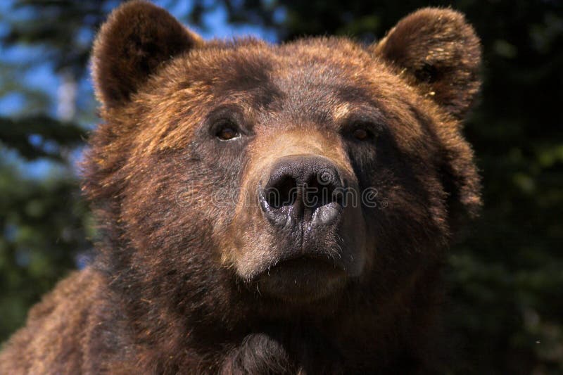 Bear facing left stock photo. Image of outdoor, furry - 9292014