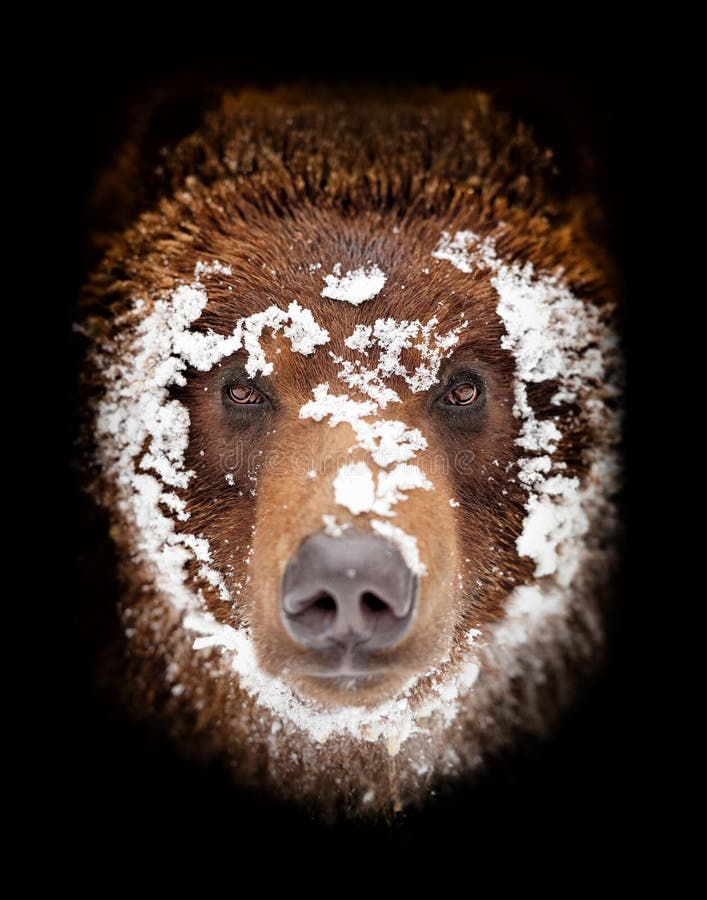 Eye To Eye with a Large Brown Bear Stock Photo - Image of brown, ears ...