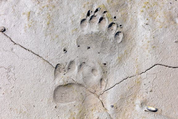 Cub Paw Prints Stock Photos - Free & Royalty-Free Stock Photos from ...