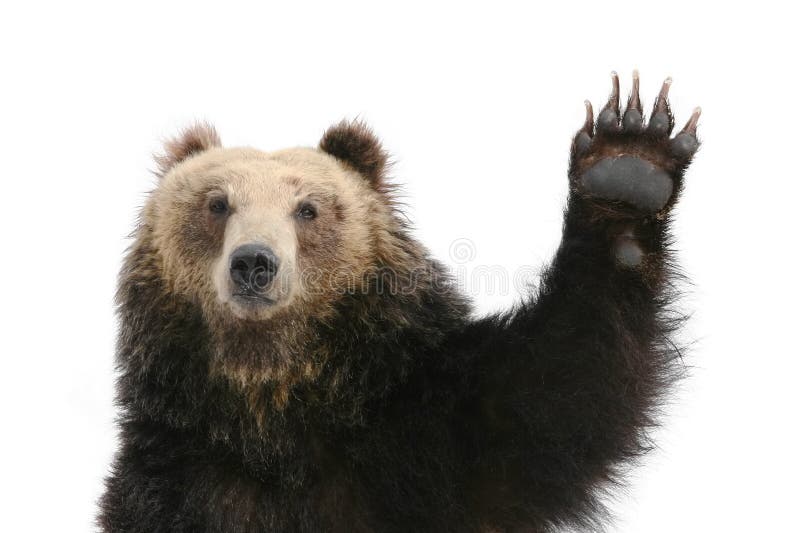 Bear Raising Paw stock image. Image of lazy, hair, wildlife - 6658481