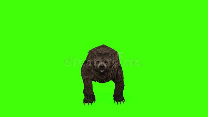 Realistic Bear is Breathing with Walk Cycle Side View Green Screen Loop ...