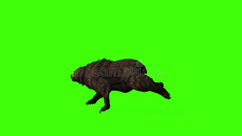 4k Bear Realistic Running with a Walk Cycle Side View Entering the ...