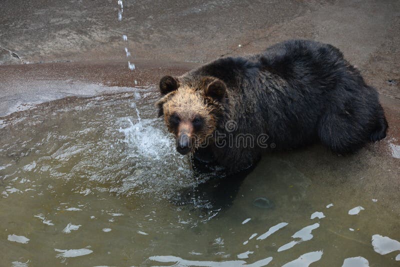 Bear relax stock photo. Image of cold, animals, splash - 71942120