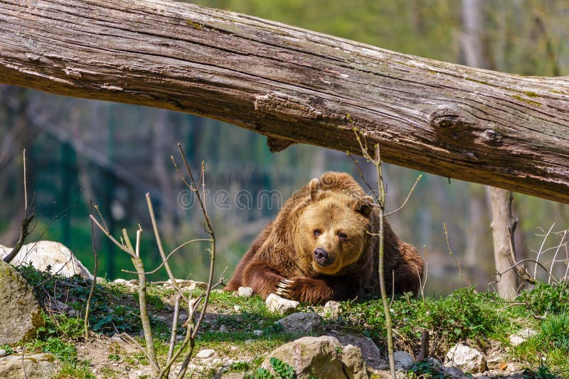 Bear stock image. Image of grizzly, nature, forest, break - 40772413