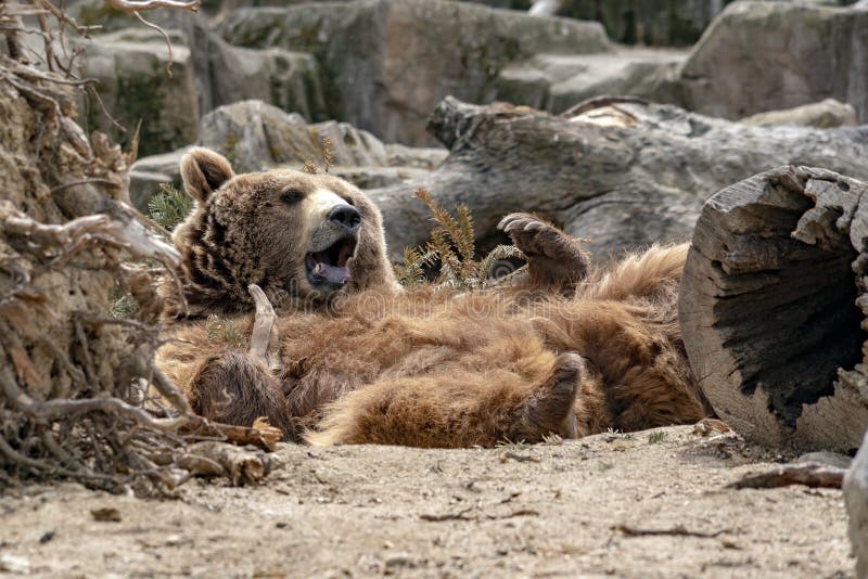 Bear while Relaxing Funny Position Stock Image - Image of mammal ...