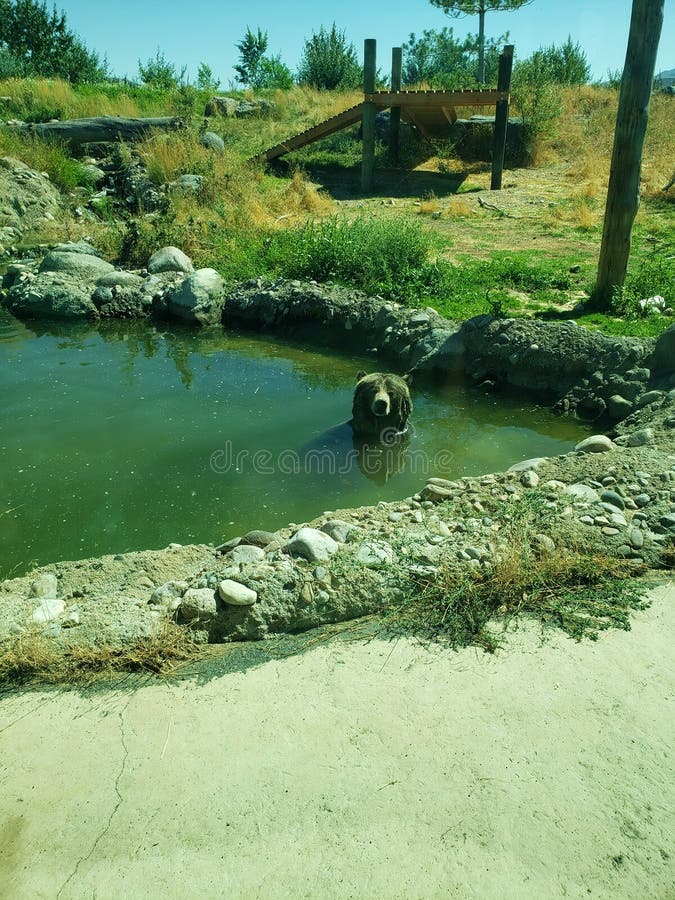Bear relaxing in pond stock photo. Image of plant, water - 196797836
