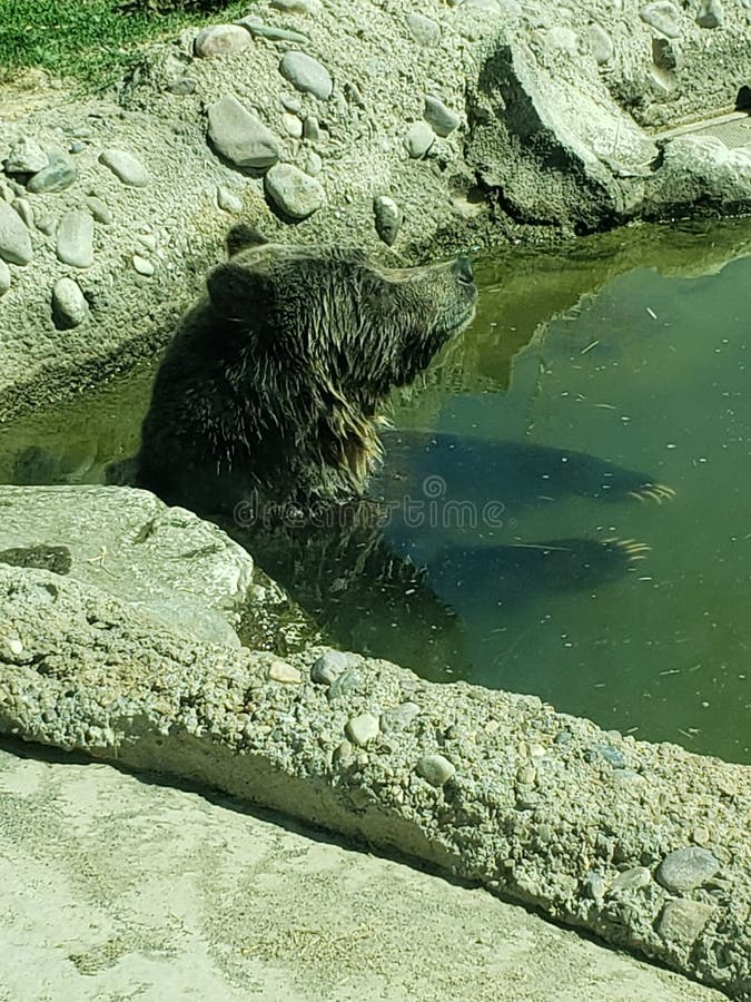 Bear relaxing in pond stock photo. Image of reptile - 196797840