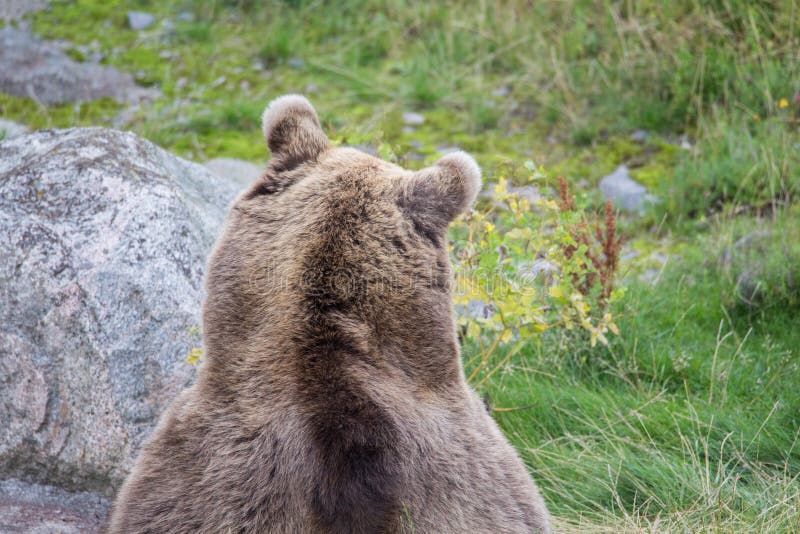 Bear resting on grass stock photo. Image of adult, grass - 127914442