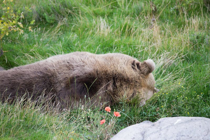 Bear resting on grass stock photo. Image of green, back - 132022962