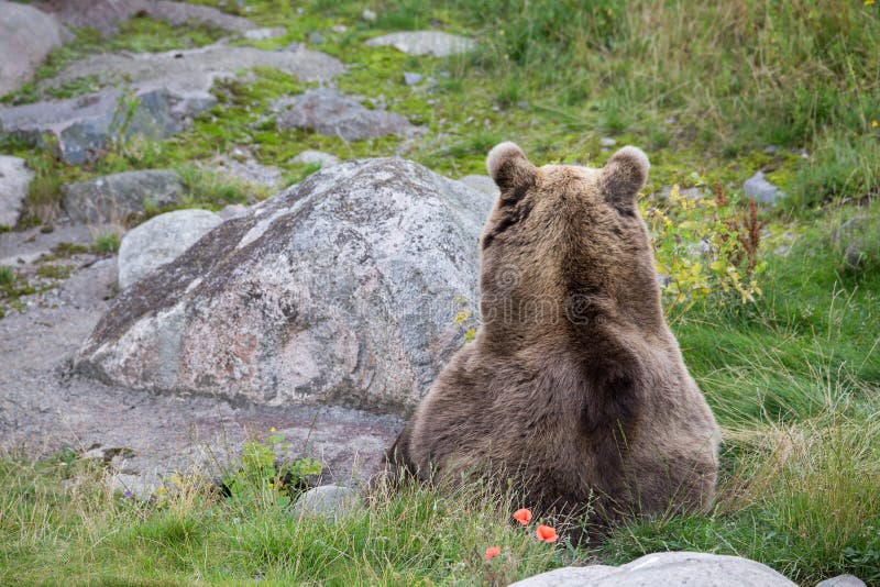 Bear resting on grass stock image. Image of head, environment - 132364251