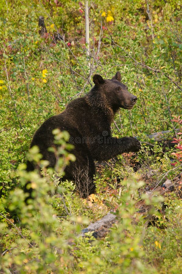 Bear Roaming through the Woods Stock Photo - Image of summertime ...