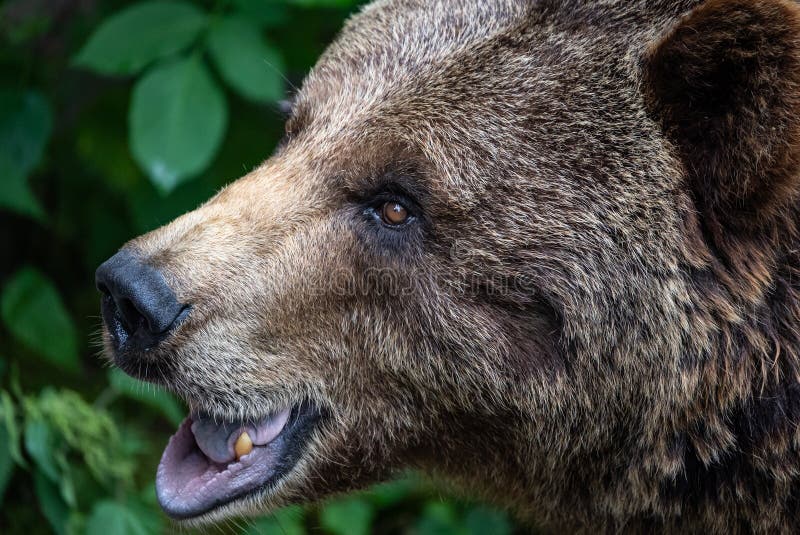 Bear Roar. Close Up of Brown Bear Face, Displaying Its Intense ...