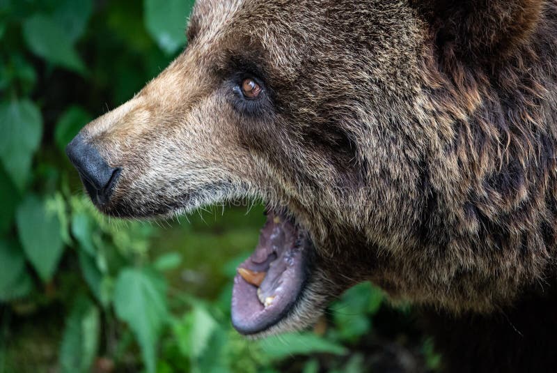 Bear Roar. Close Up of Brown Bear Face, Displaying Its Intense ...