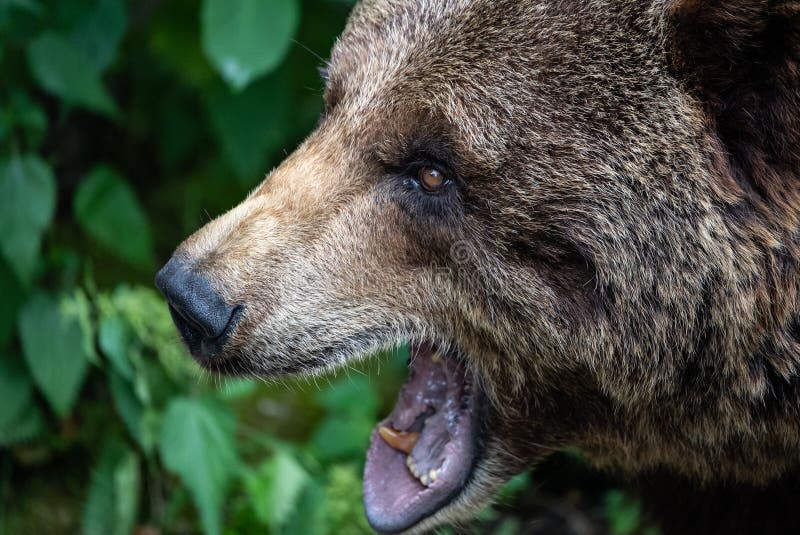 Bear Roar. Close Up of Brown Bear Face, Displaying Its Intense ...