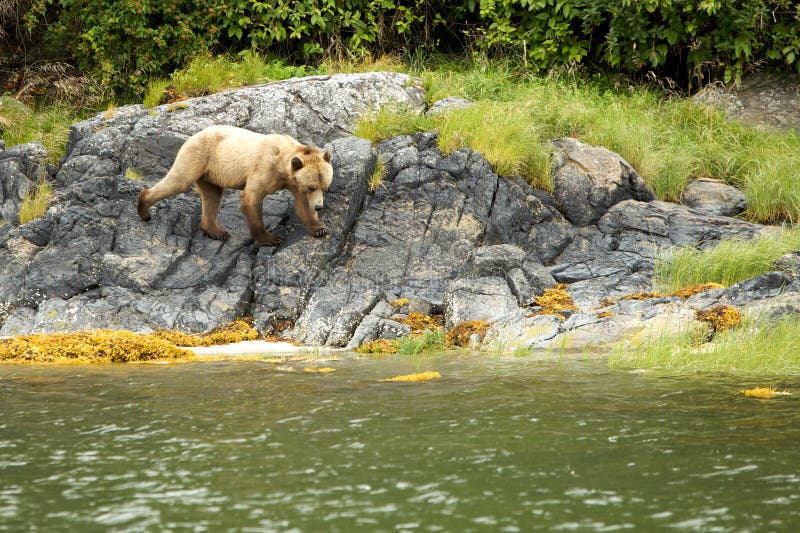 Bear on the Rocks stock photo. Image of beauty, adventure - 12458870