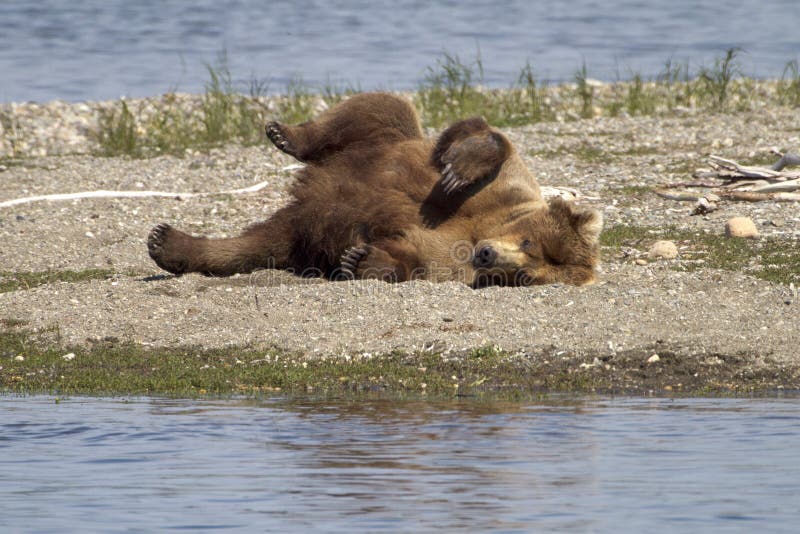 Bear Roll stock image. Image of wildlife, camp, catching - 16081691