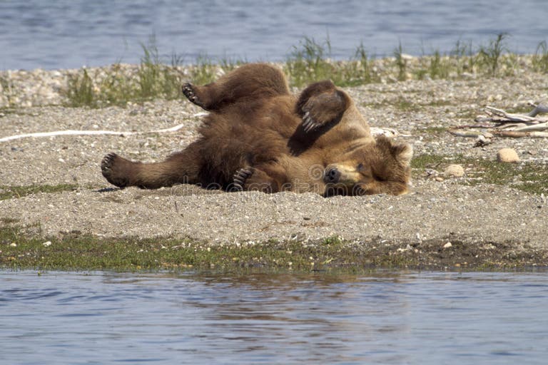 379 Bear Scratch Stock Photos - Free & Royalty-Free Stock Photos from ...