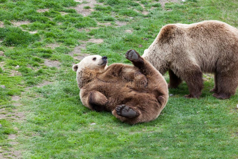 Bear rolling on a grass stock photo. Image of nature - 44224466