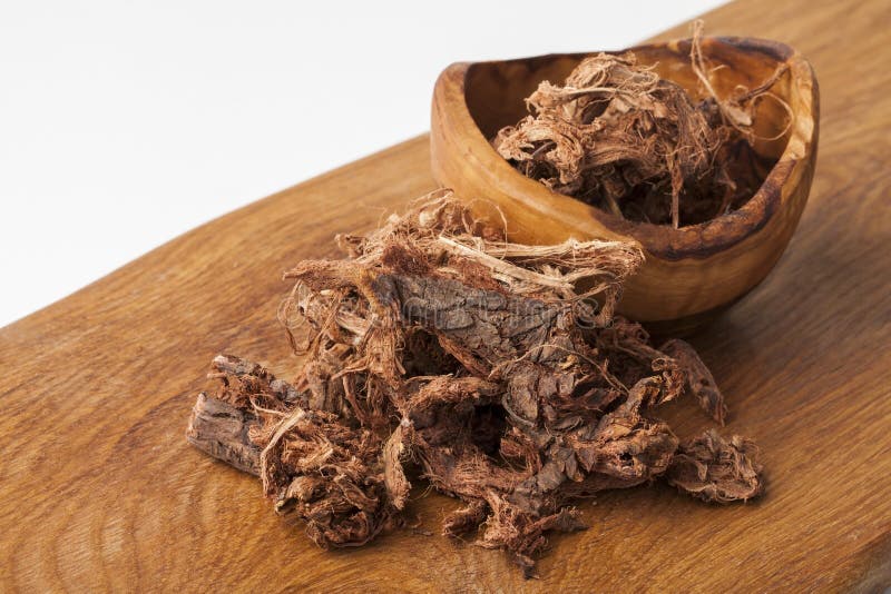 Bear root stock image. Image of neglectum, botany, medical - 85513501