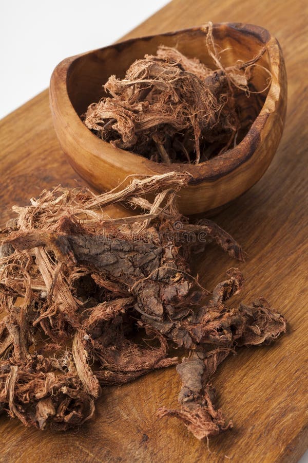 Bear root stock image. Image of neglectum, root, medical - 85514417