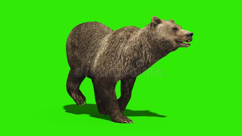 Bear Runcycle Green Screen Loop 3D Rendering Animation 4K Stock Footage ...