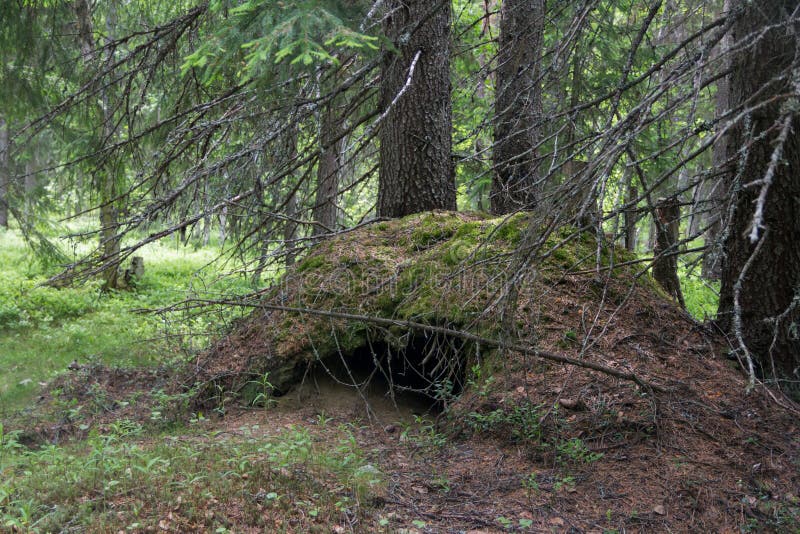 Bear s den stock photo. Image of cave, abandoned, empty - 46853162
