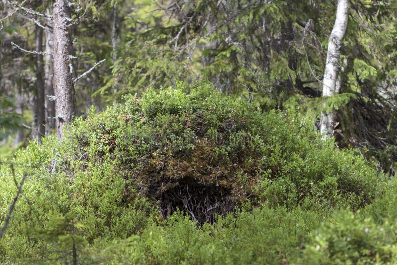 Bear s den stock photo. Image of cave, abandoned, empty - 46853162