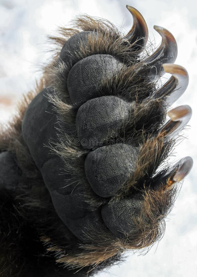 Bear`s Front Paw with Long and Sharp Claws Close-up Stock Photo - Image ...