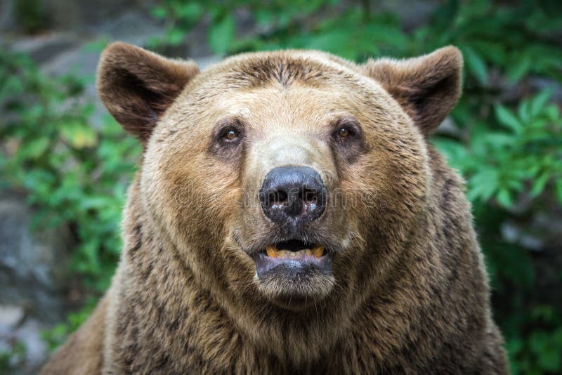 Bear`s front view. stock photo. Image of face, furry - 101122248