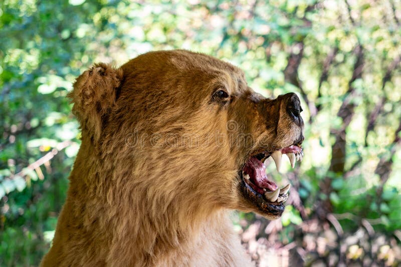 Bear S Head with an Open Mouth Stock Image - Image of teeth, ursus ...
