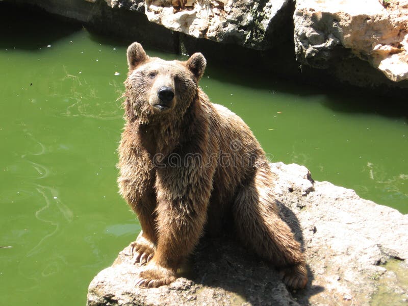 Bear stock photo. Image of grief, wild, sadness, dreary - 31336972