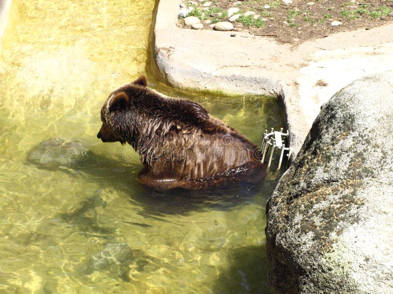Bear Scratching in the Water Stock Photo - Image of reptile, bear ...