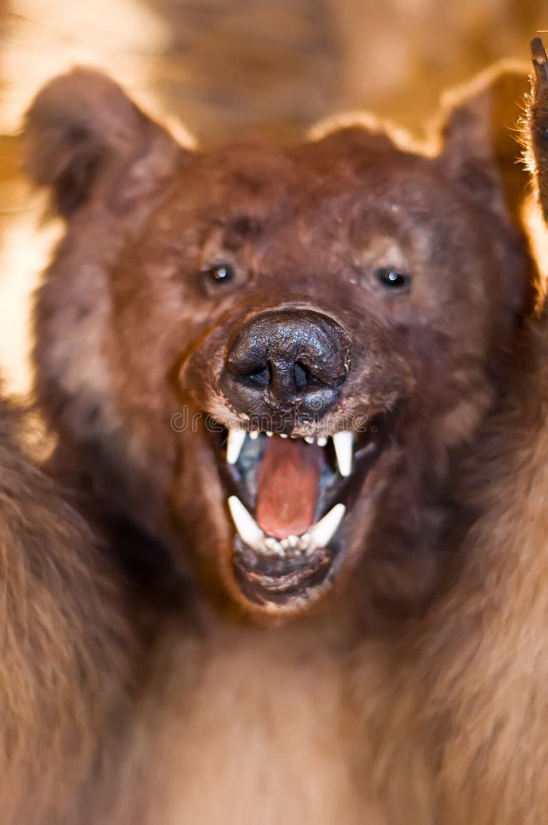 Mad Grizzly Bear Stock Photos - Free & Royalty-Free Stock Photos from ...