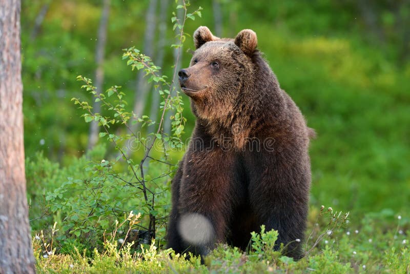 Sitting Bear stock photo. Image of bearish, wild, fury - 6673674