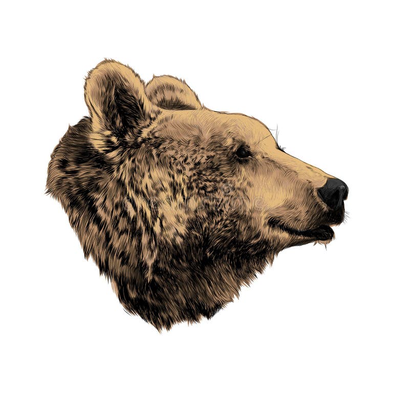 Grizzly Bear Profile Stock Illustrations – 1,829 Grizzly Bear Profile ...
