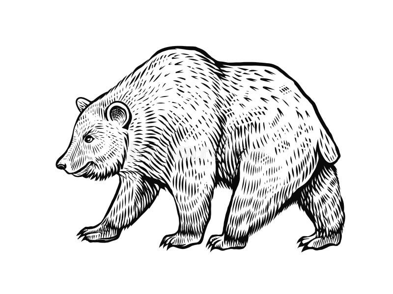 Bear Sketch, Vector Black and White Illustration of Grizzly. Stock ...