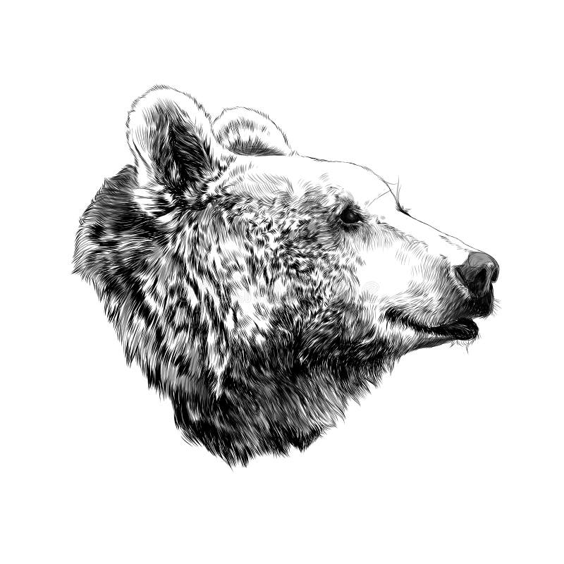 Bear Skull Side Sketch