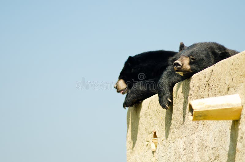Bears stock image. Image of lazy, wilderness, lying, sleeping - 30164127