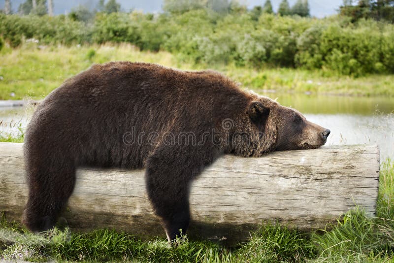 Bear Sleeping on a Log stock image. Image of furry, sleep - 15853077