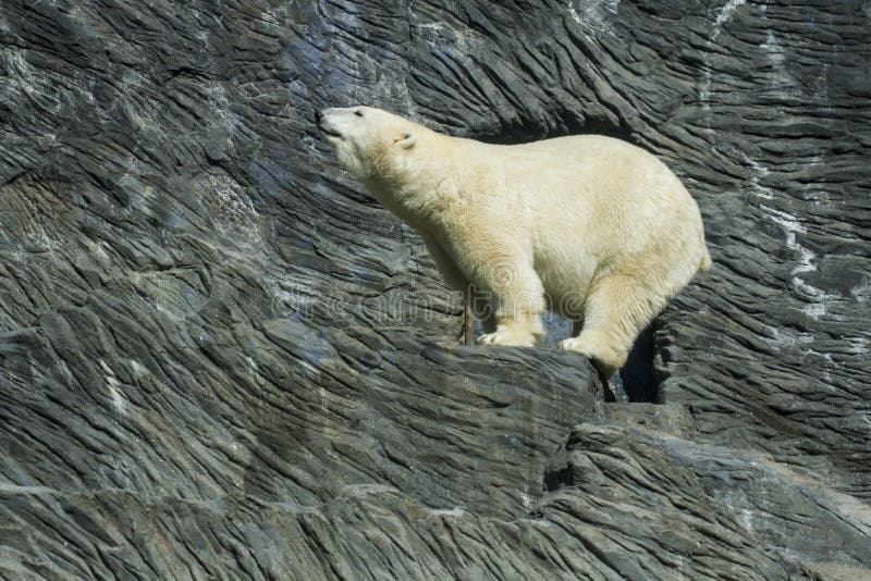 Sad bear cub stock photo. Image of beast, young, wildlife - 28838140