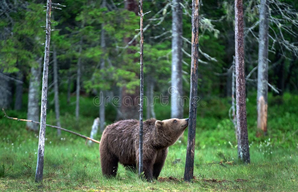 The Bear Sniffs a Tree. Brown Bear in the Summer Stock Photo - Image of ...