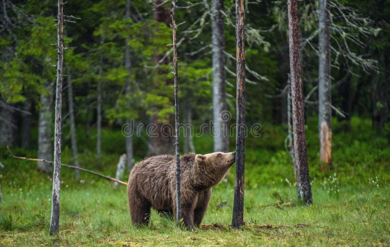The Bear Sniffs a Tree. Brown Bear in the Summer Pine Forest Stock ...