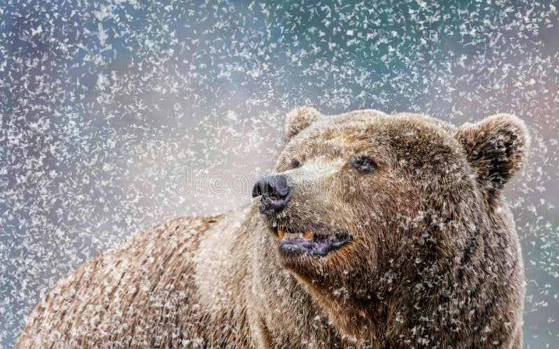 Bown Bear stock photo. Image of brown, wild, mammal, storm - 82255356