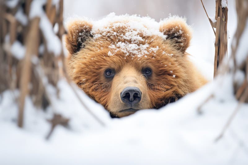 Bear Snuggled in a Snowy Burrow Stock Illustration - Illustration of ...