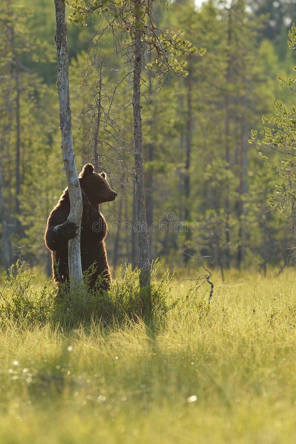 Bear standing stock image. Image of feet, vaginatum, wildlife - 21343893